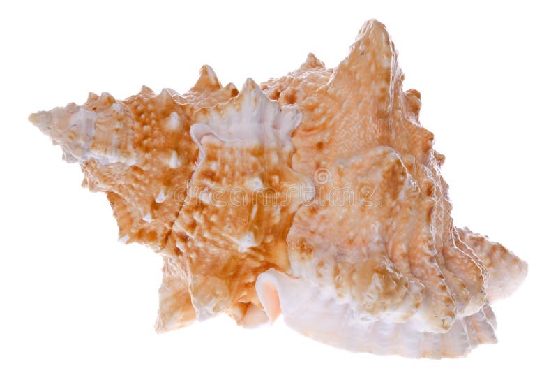 Isolated Sea Shell Spiky Stock Photos - Free & Royalty-Free Stock ...