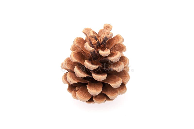 Isolated cone stock photo. Image of color, environment - 47281424