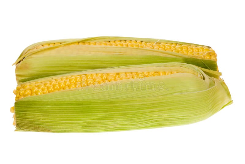 Angiosperm Morphology: The Closed And Collateral Vascular Bundle In Zea ...