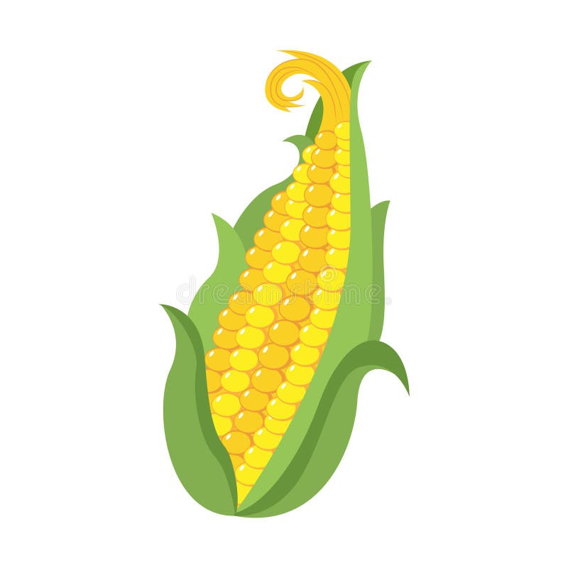 Isolated corn cob icon stock vector. Illustration of corn - 213659235