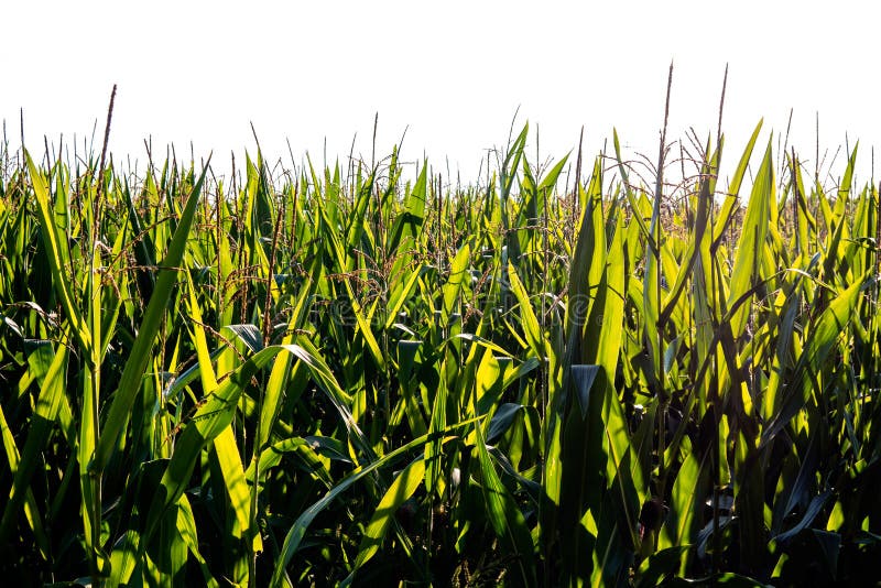 Brilliant Orange Sunrise Over a Corn Field Stock Image - Image of ...