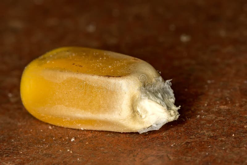 Isolated Corn Grain on Clay Floor Close Up Stock Photo - Image of ...
