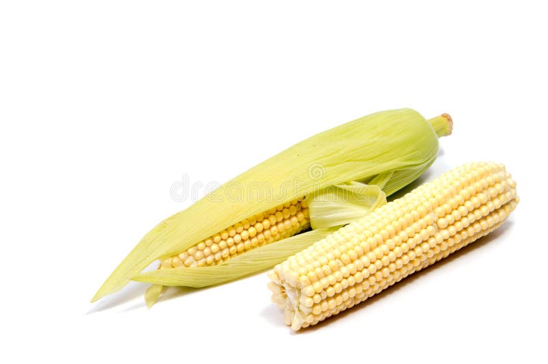 Isolated Corn. One Ear of Sweet Corn with Leaves Isolated on White ...