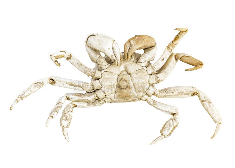 Isolated Crab Top View Shot Stock Image - Image of black, wild: 89662509