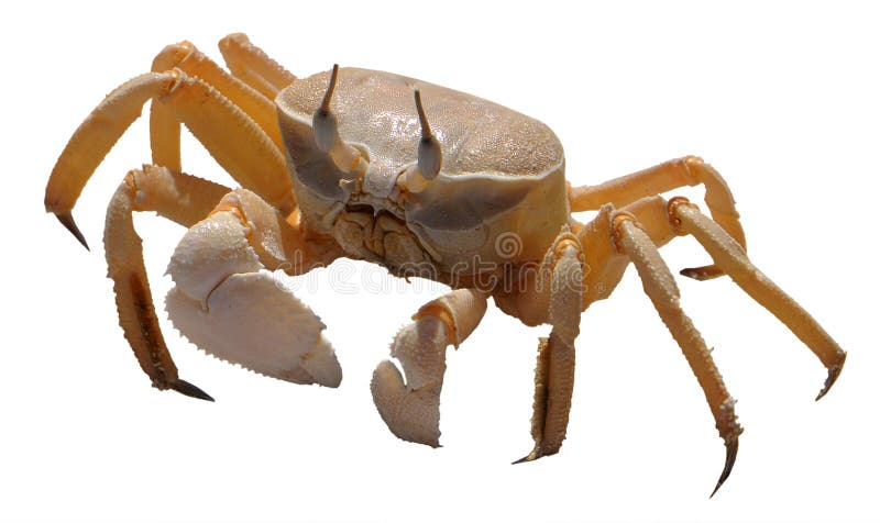 Isolated Crab on White Background Stock Photo - Image of meat, cooked ...