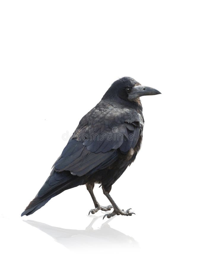 Side View of a Carrion Crow, Corvus Corone, Isolated Stock Image ...