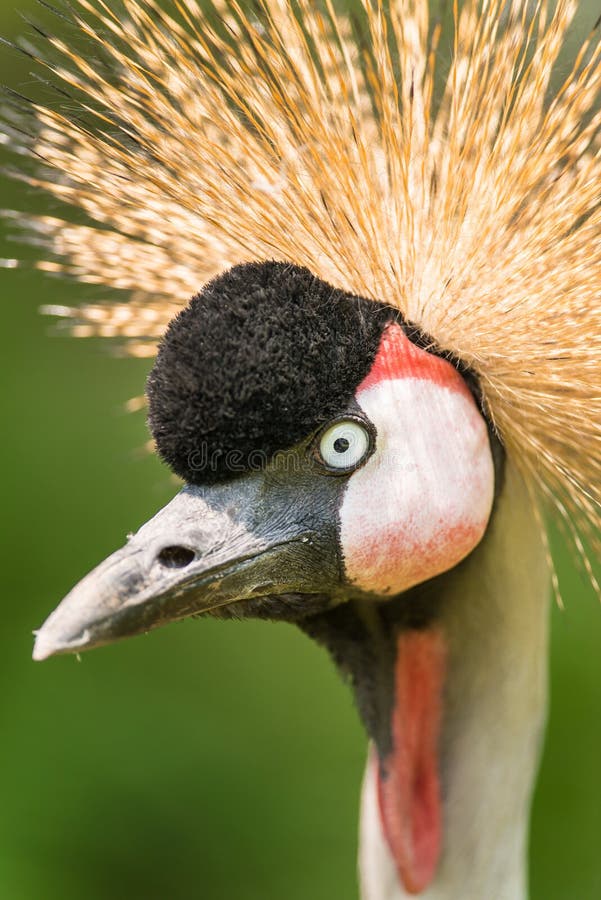 Isolated crowned crane stock photo. Image of bird, elegant - 39525558