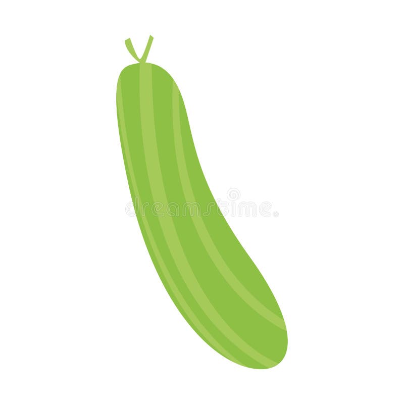 Isolated cucumber icon stock vector. Illustration of salad - 191820710