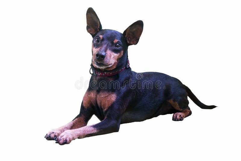 Isolated Cute Doberman Pinscher Stock Image - Image of standing ...