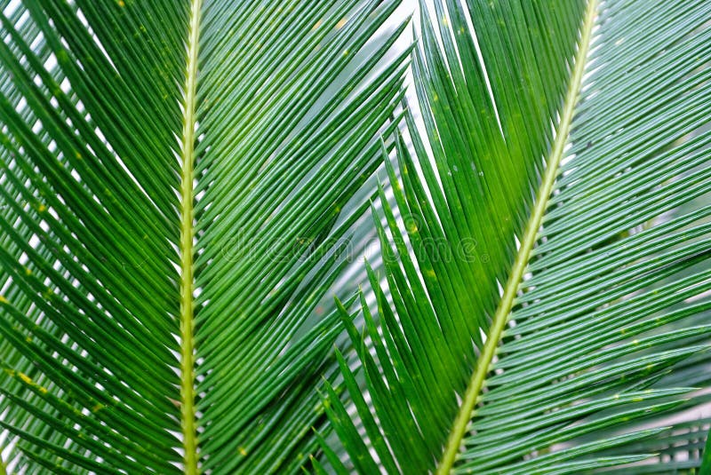Isolated Cycas leaf plant stock image. Image of green - 237486021