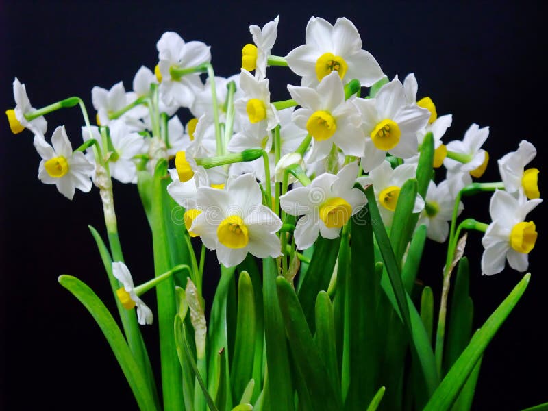 Isolated daffodil stock photo. Image of blooming, leaves - 13254932