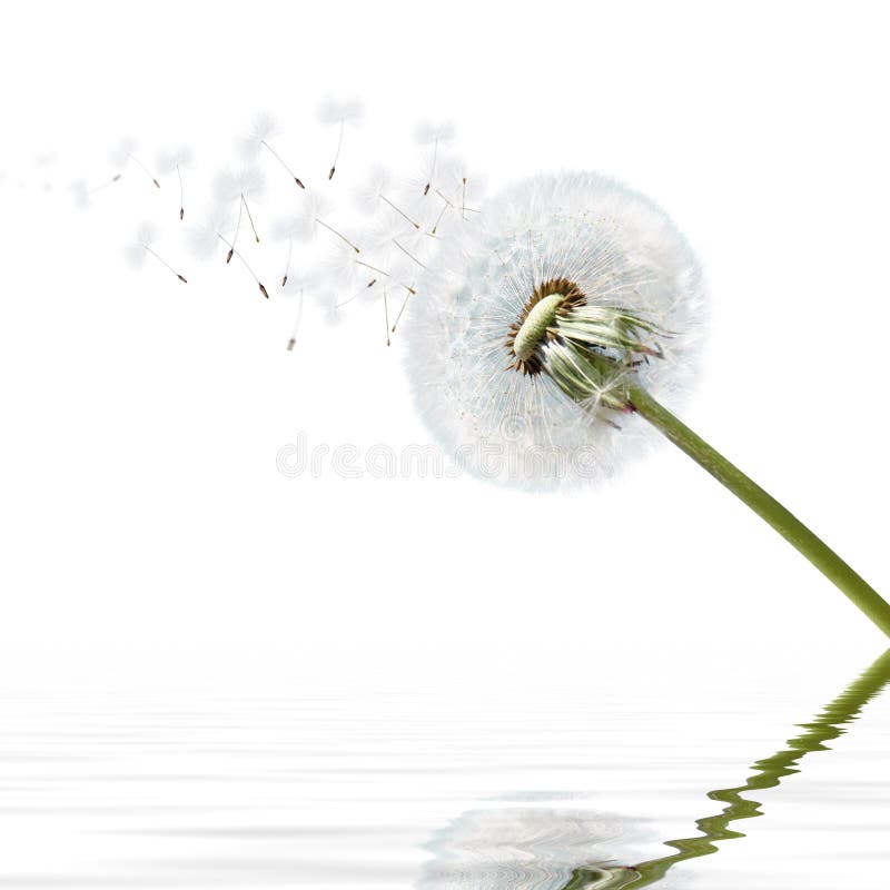 Isolated Dandelion Flower with Flying Feathers Stock Image - Image of ...