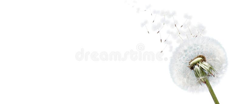 Isolated Dandelion Flower with Flying Feathers Stock Photo - Image of ...