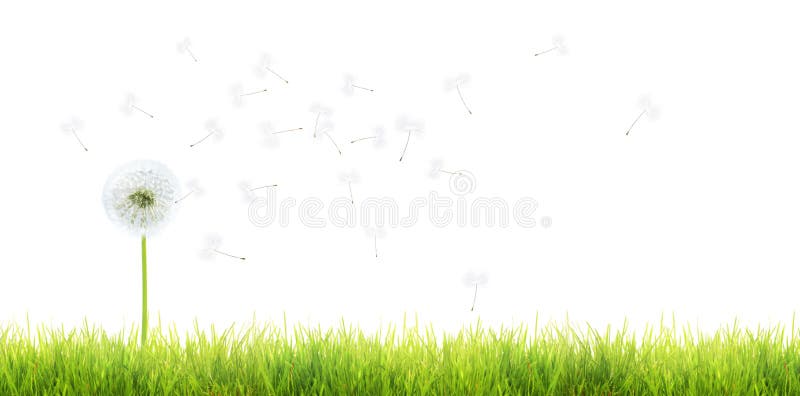 Isolated Dandelion Flower with Flying Feathers Stock Photo - Image of ...