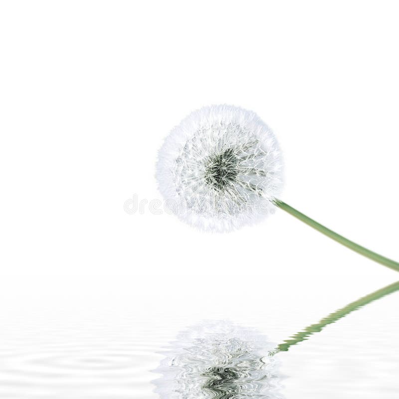 Isolated Dandelion Flower with Flying Feathers Stock Image - Image of ...