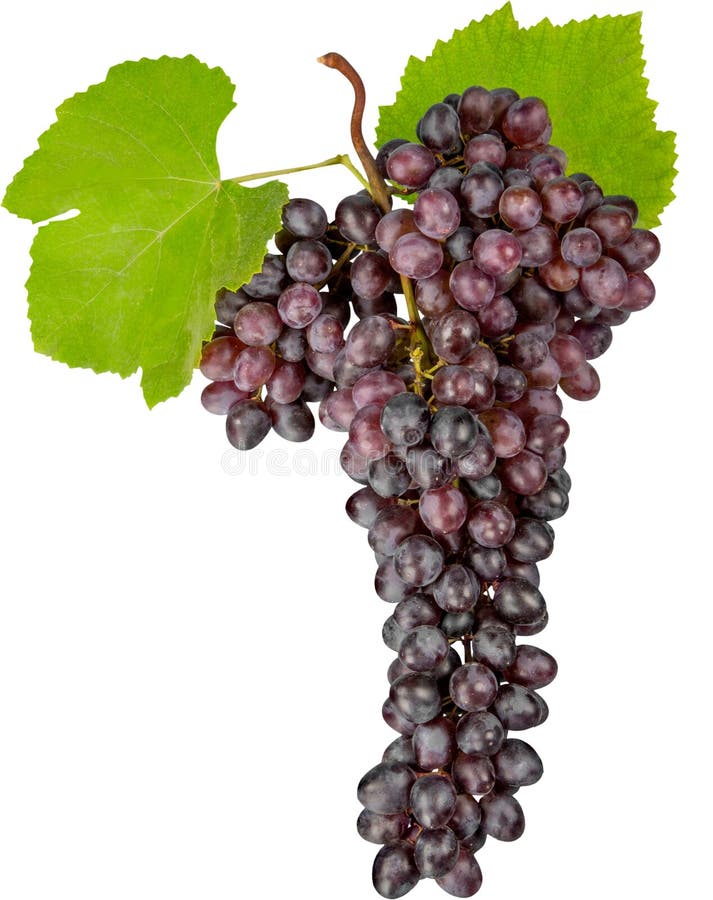 Cabernet Grape Cluster stock photo. Image of grapes, vintner - 135754 Cabernet Grape Cluster stock photo. Image of grapes, vintner - 135754