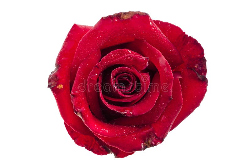 Isolated Dark Red Rose, Isolated Objects, Clipping Path Included Stock ...