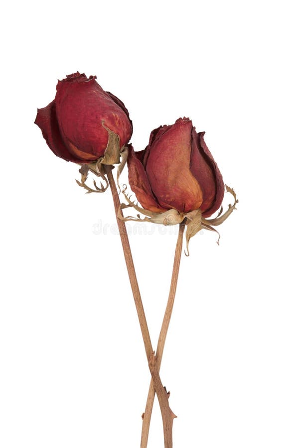 Dead Rose stock image. Image of petal, leaf, isolated - 30468377