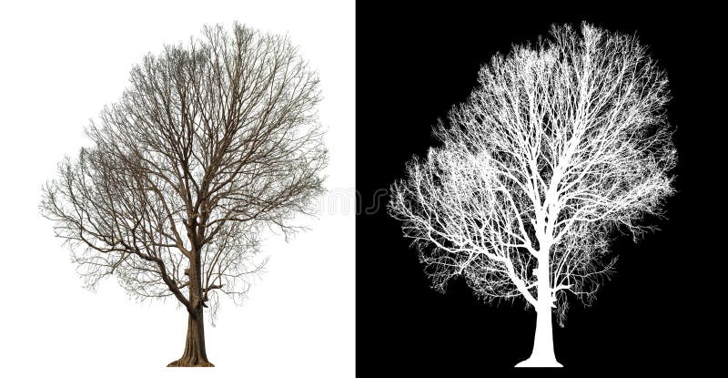 Isolated Dead Tree with Clipping Path and Alpha Channel on Black ...