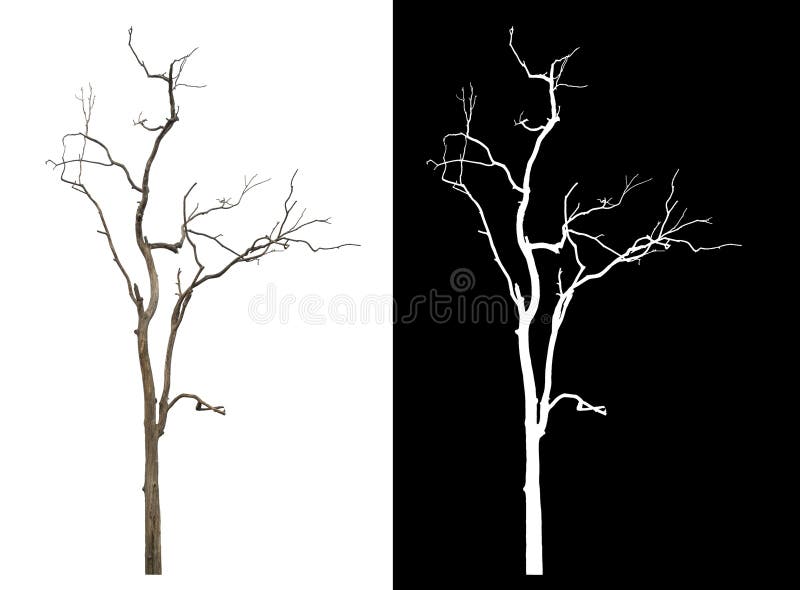 Isolated Dead Tree with Clipping Path and Alpha Channel on Black ...