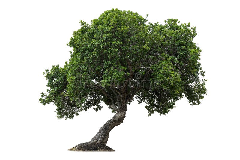 Isolated Deciduous Tree on a White Background Stock Photo - Image of ... Isolated Deciduous Tree on a White Background Stock Photo - Image of ...
