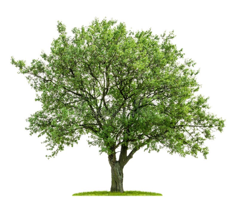 Isolated deciduous tree stock photo. Image of forestry - 32427538