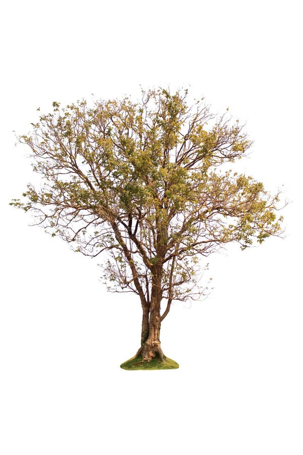 Isolated Deciduous Tree on a White Background Stock Photo - Image of ... Isolated Deciduous Tree on a White Background Stock Photo - Image of ...