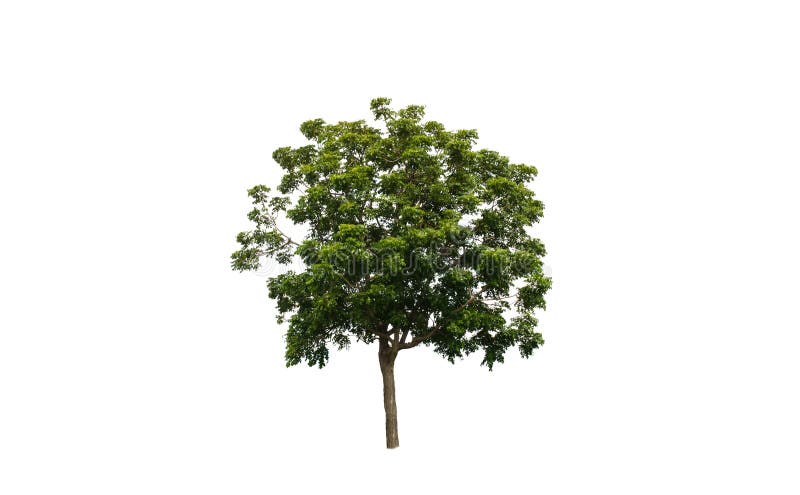 Isolated Deciduous Tree on a White Background Stock Photo - Image of ...