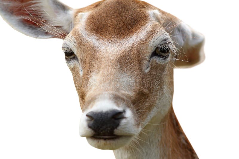 Fallow Deer Doe Funny Face Stock Photos - Free & Royalty-Free Stock ...