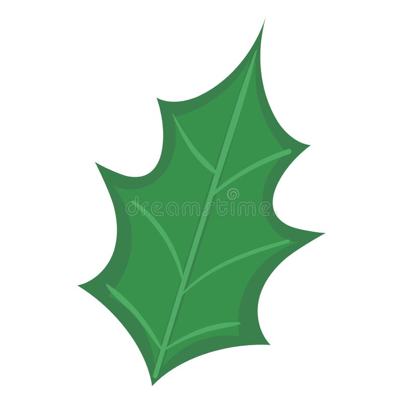 Isolated Detailed Colored Holly Leaf Vector Stock Vector - Illustration ...