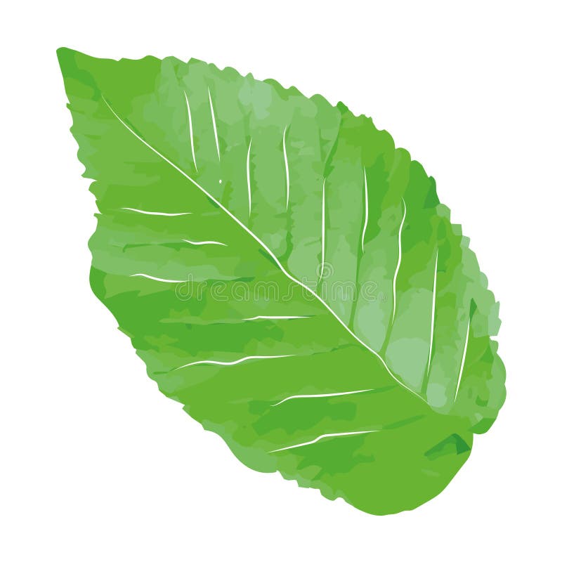 Isolated Detailed Colored Leaf Vector Stock Vector - Illustration of ...