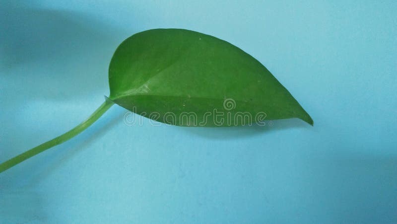 Isolated of Devil Ivy Plant Stock Photo - Image of plant, devil: 297241838