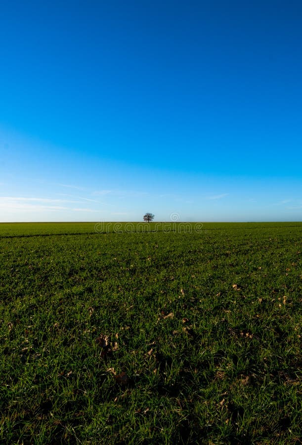 Isolated, Distant Tree Seen in a Large Field during Winter. Stock Photo ...