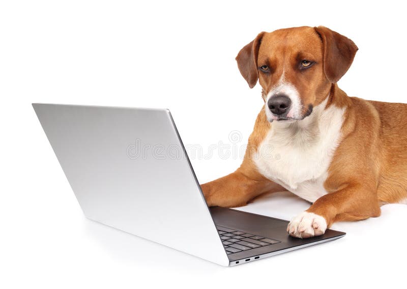 Isolated Dog Using Computer Paws on Keyboard. Stock Photo - Image of ...