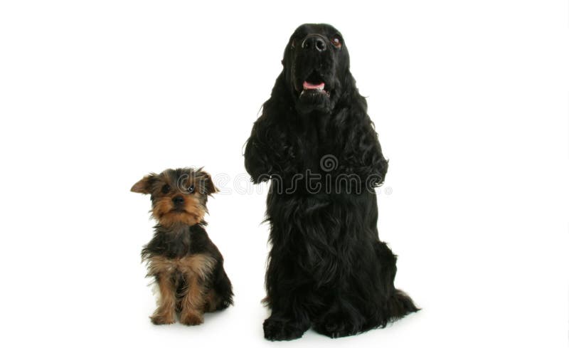 Isolated dogs stock image. Image of sitting, friend, black - 12034043