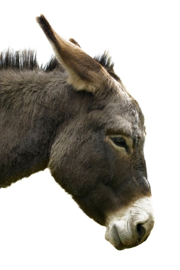 Smiling Donkey stock photo. Image of laughing, funny, farm - 540822