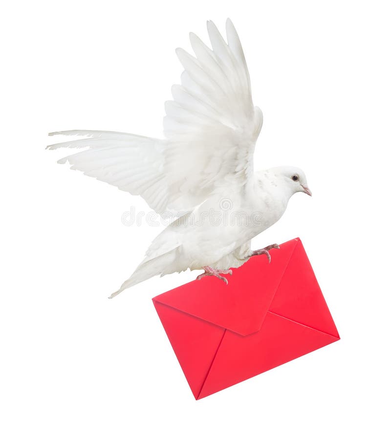 Isolated Dove Carrying Large Red Envelope Stock Photo - Image of peace ...
