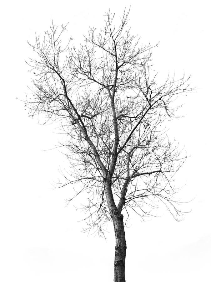 Isolated Dry Tree Black & White Stock Image - Image of cuisine ...