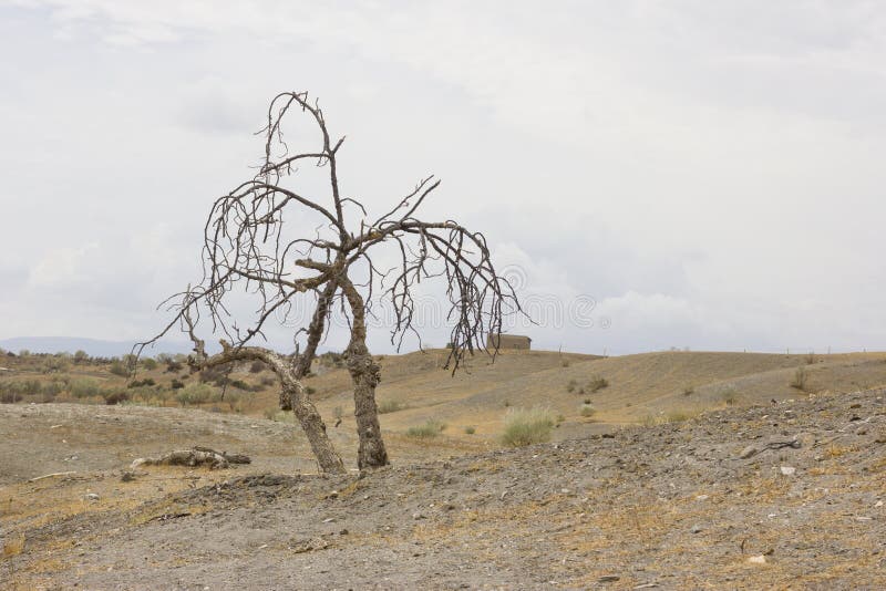 Isolated Dry Tree in a Desert. Stock Image - Image of outdoor, almeria ...