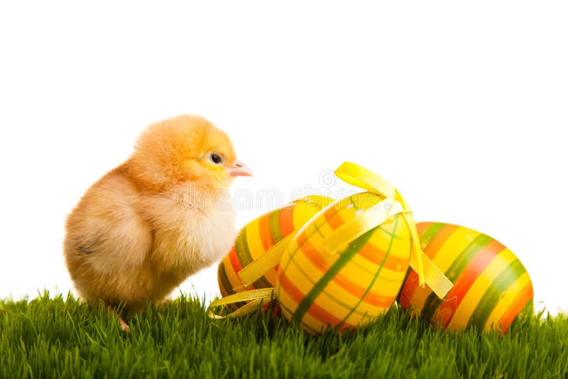 Small easter chicken stock image. Image of newborn, chicken - 13056295