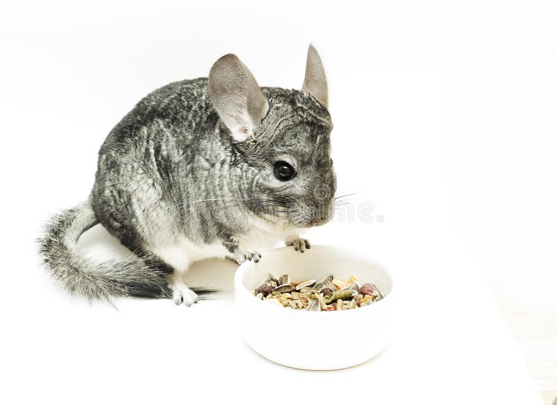 Isolated eating chinchilla stock photo. Image of domestic - 18655044