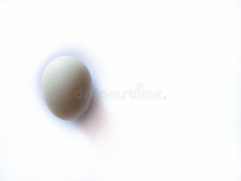 Isolated Egg on White Background Stock Photo - Image of chicken, birth ...