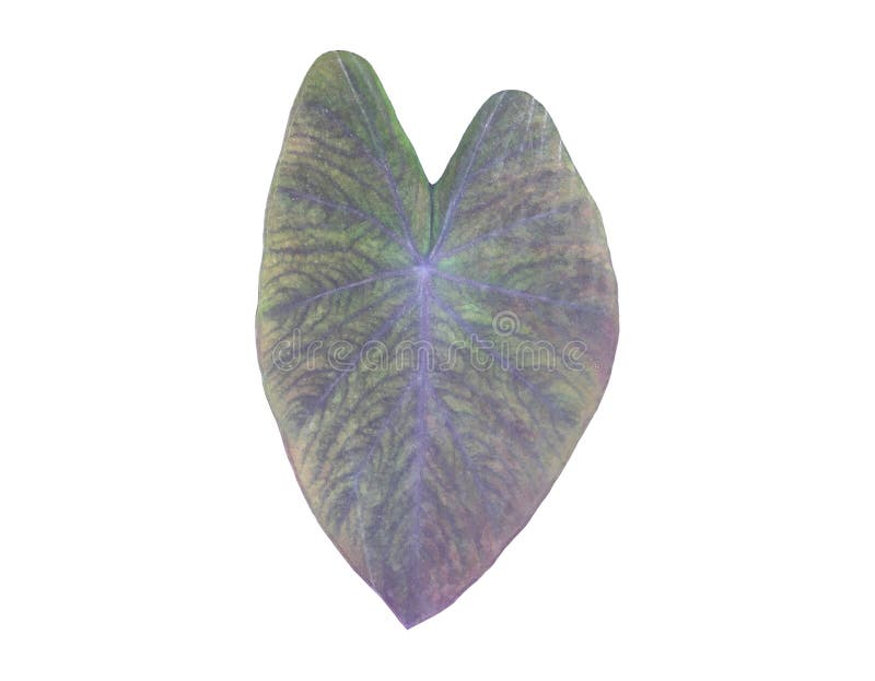 Elephant Ear Leaf or Black Magic Leaf Stock Photo - Image of isolated ...