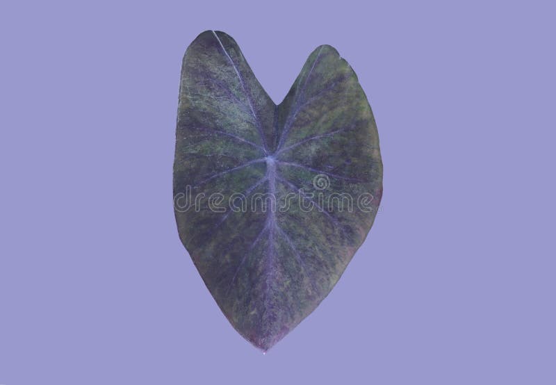 Elephant Ear Leaf or Black Magic Leaf Stock Image - Image of caladium ...