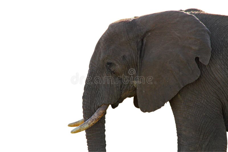 Isolated Elephant Profile stock image. Image of safari - 28794537