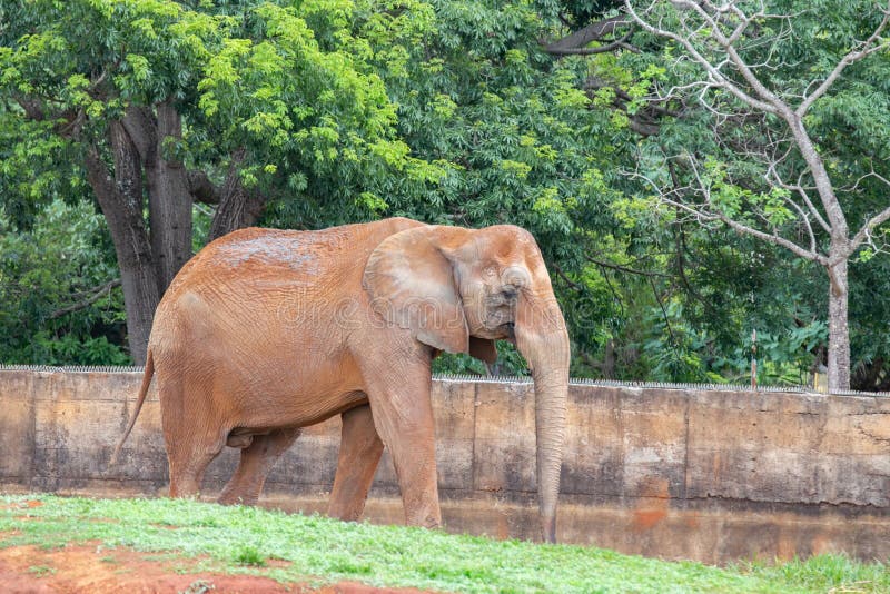 Isolated Elephant Walking through the Grass , Selective Focus and ...
