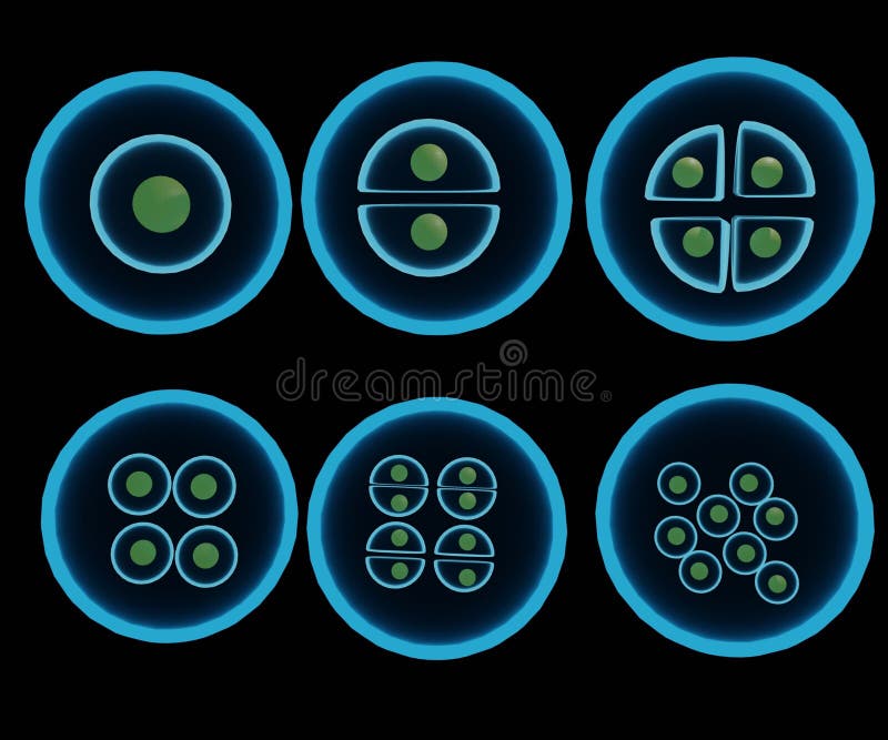 Isolated Embryonic Stem Cells Colony Multiplication Process Stock ...