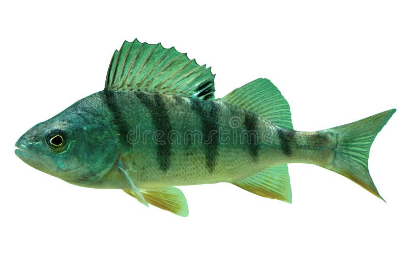English Perch (Perca Fluviatilis) Stock Photo - Image of perch, tasty ...