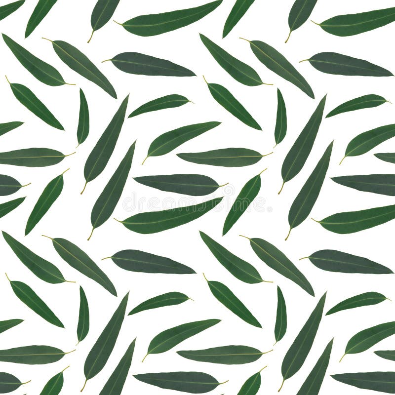 Isolated Eucalyptus Leaves Seamless Pattern in White Background Stock ...
