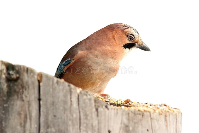 Isolated Eurasian Jay on a Stump Stock Image - Image of eurasian ...
